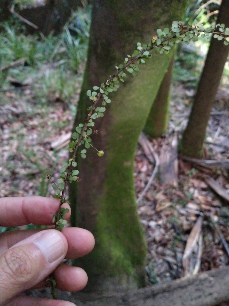 Brush Sauropus from Tuan Forest QLD 4650, Australia on May 30, 2021 at ...
