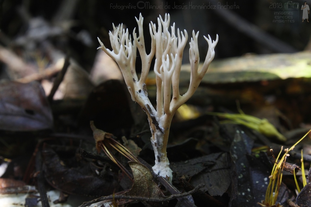 Lentaria micheneri from Chiapas, México on February 2, 2018 at 11:19 AM ...