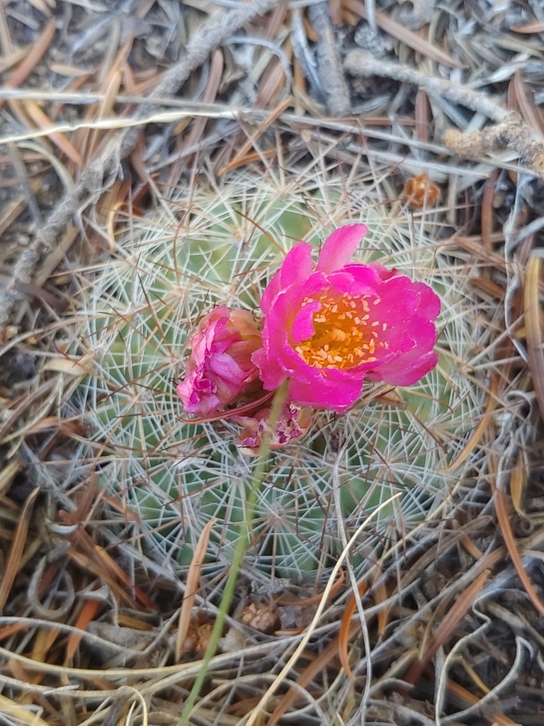 Mountain Ball Cactus from Dillon, MT 59725, USA on May 30, 2021 at 02: ...
