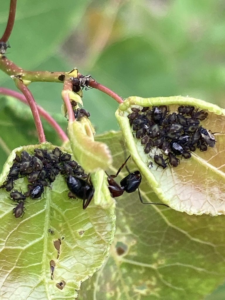 Ants from Columbus, MN, USA on May 30, 2021 at 03:48 PM by ...