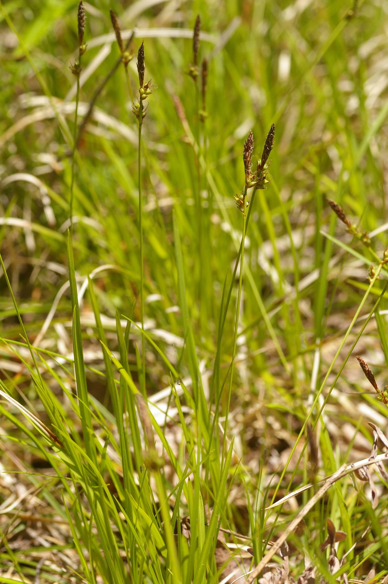 Carex lucorum Willd.