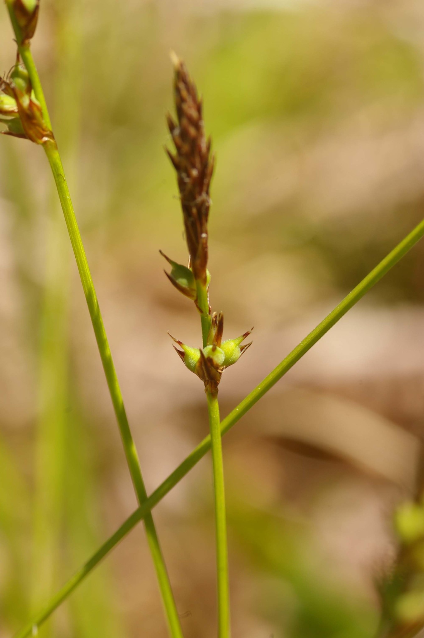 Carex lucorum Willd.
