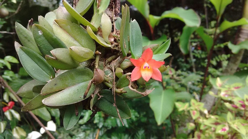 Cattleya cernua (Orquídeas de Cunha) · iNaturalist