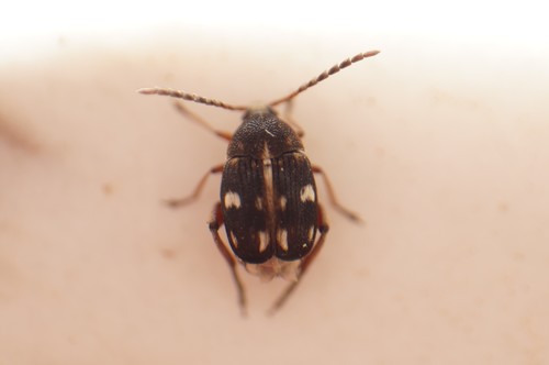 Bruchidius quinqueguttatus · iNaturalist
