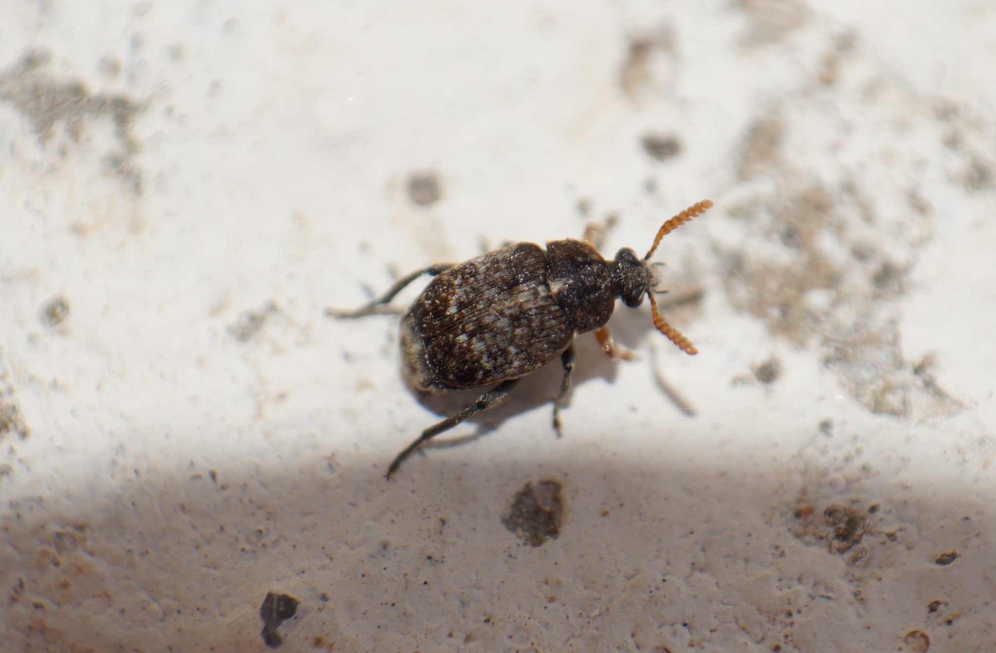 Bruchus brachialis Fåhraeus, 1839