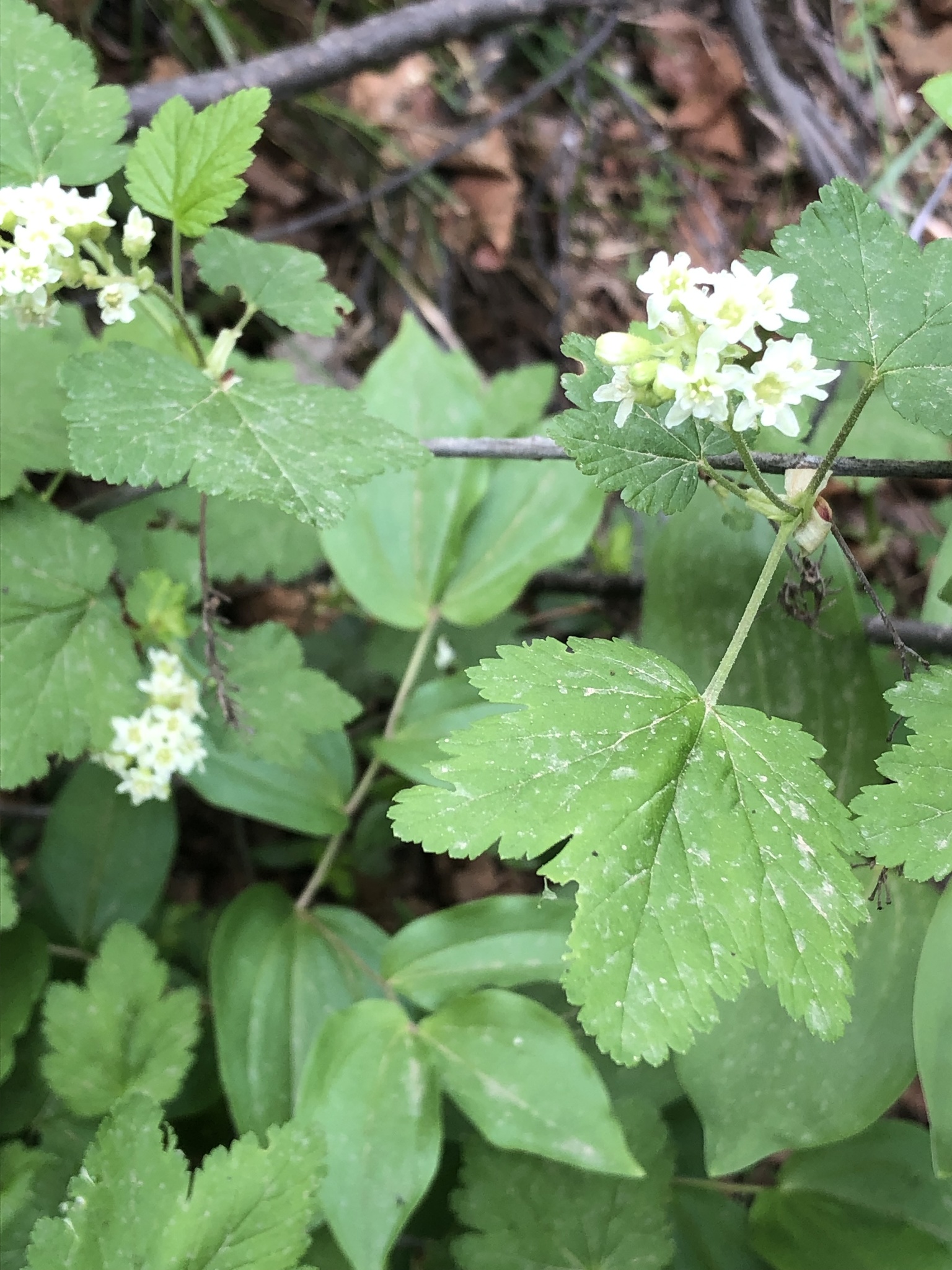 Ribes wolfii Rothr.