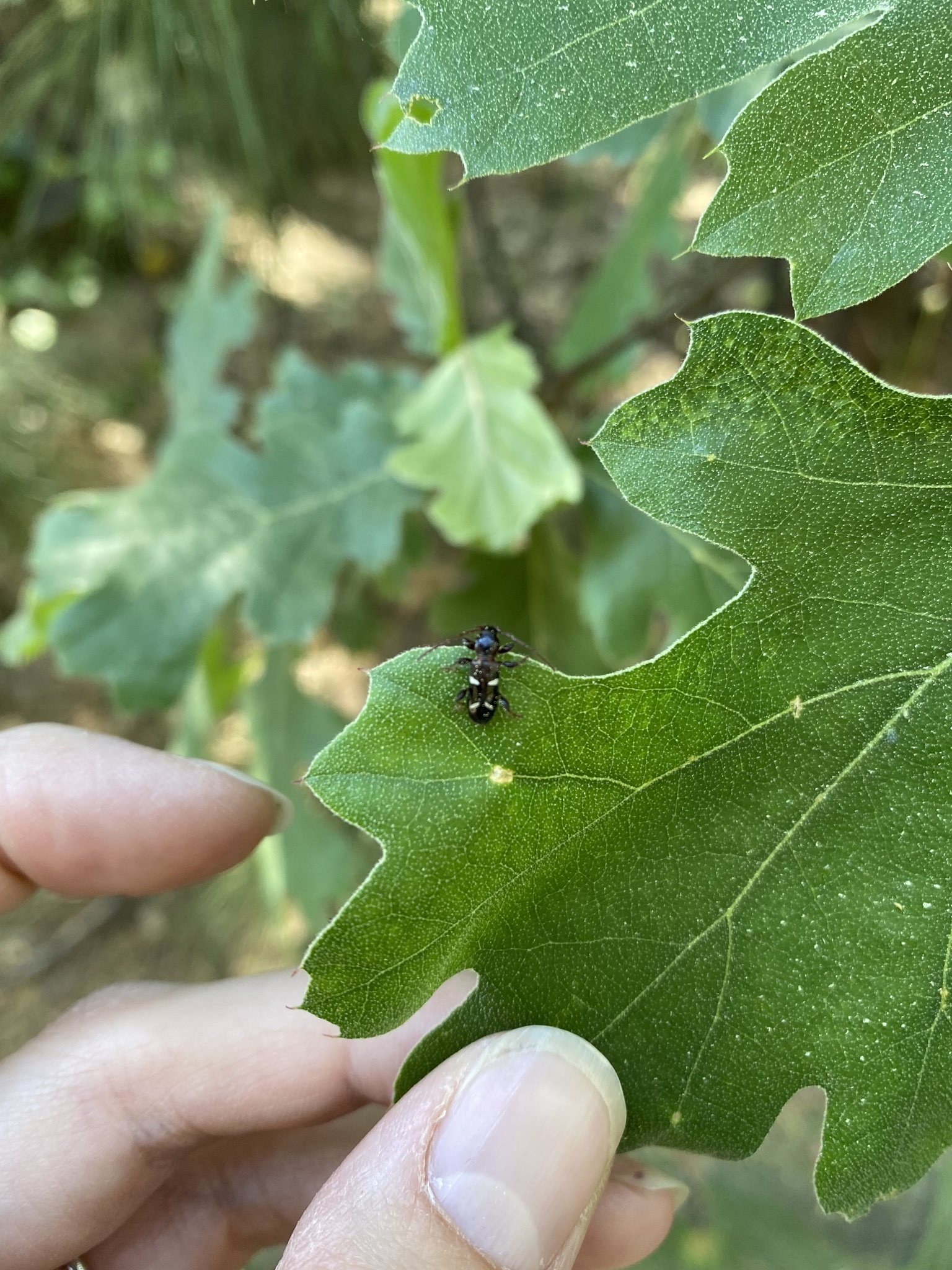 Phymatodes nitidus LeConte, 1874
