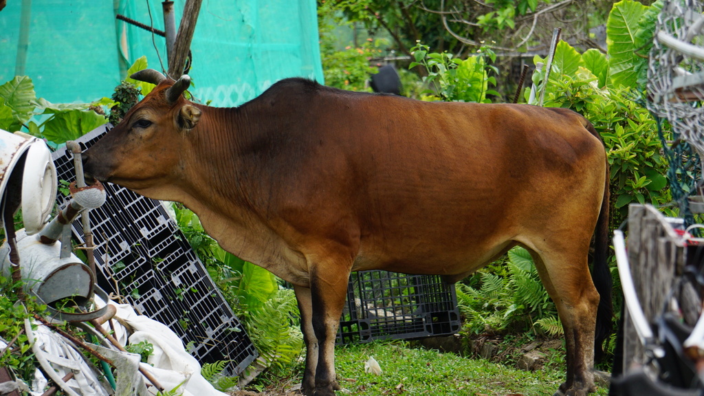 Cattle from Lantau Island, Hong Kong on May 29, 2021 at 04:36 PM by ...