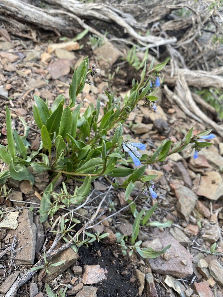 Bluebell from Eureka, NV, US on May 29, 2021 at 07:34 AM by Matt Berger ...