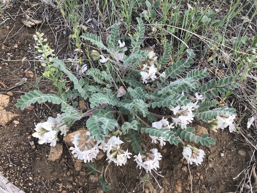 Parry's Milkvetch (Plants of Lory State Park) · iNaturalist