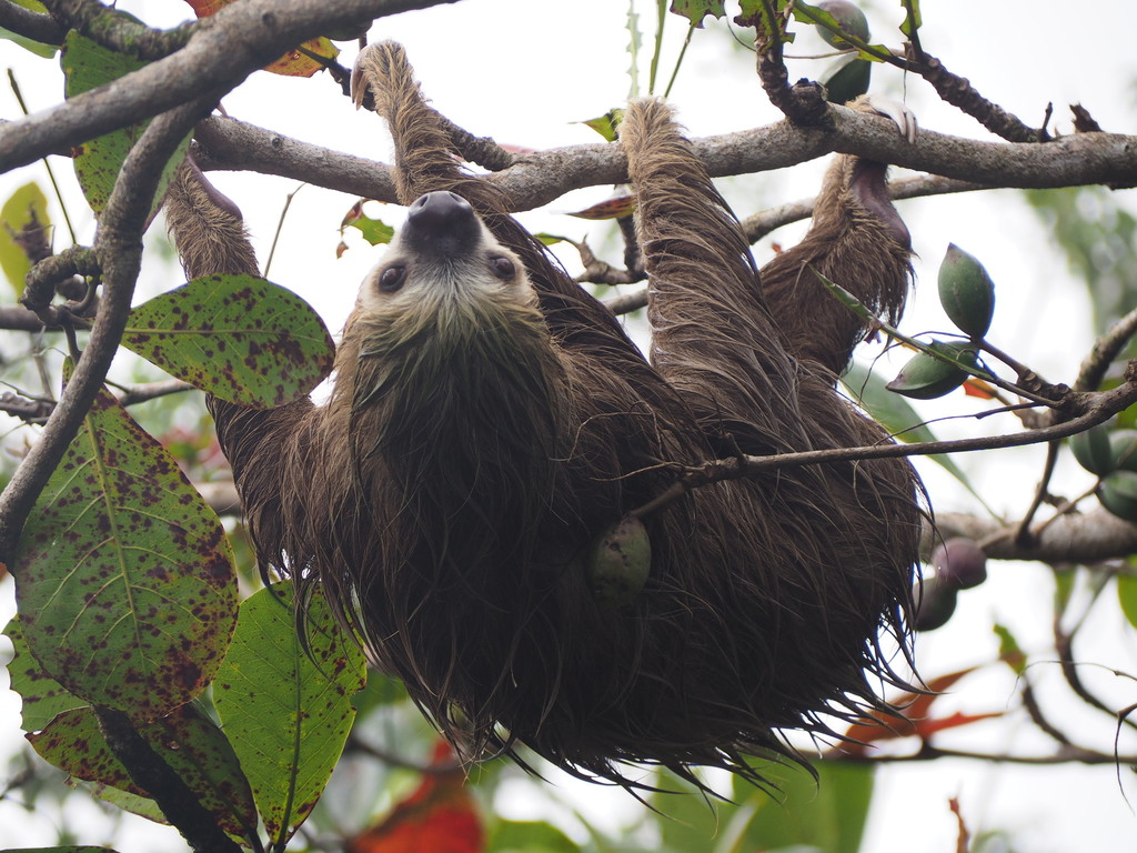 Hoffmann's Two-toed Sloth from Limón Province, Cahuita, Costa Rica on ...