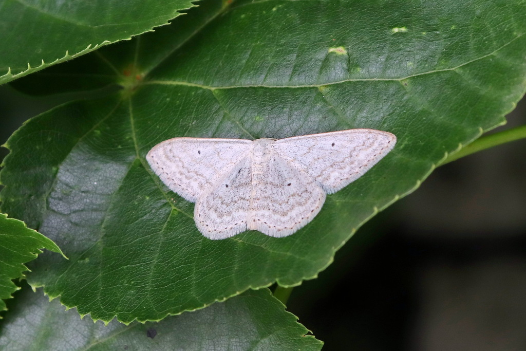 Scopula incanata from Alushtyns'ka, UA-KR, UA on July 05, 2018 at 04:40 ...