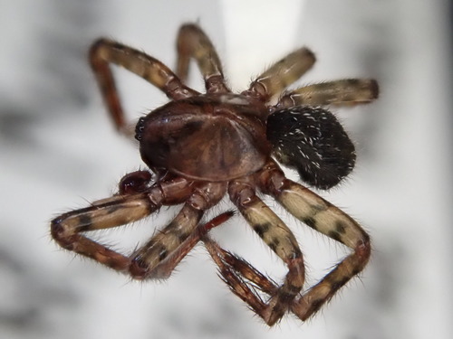 Pakeha maxima · iNaturalist