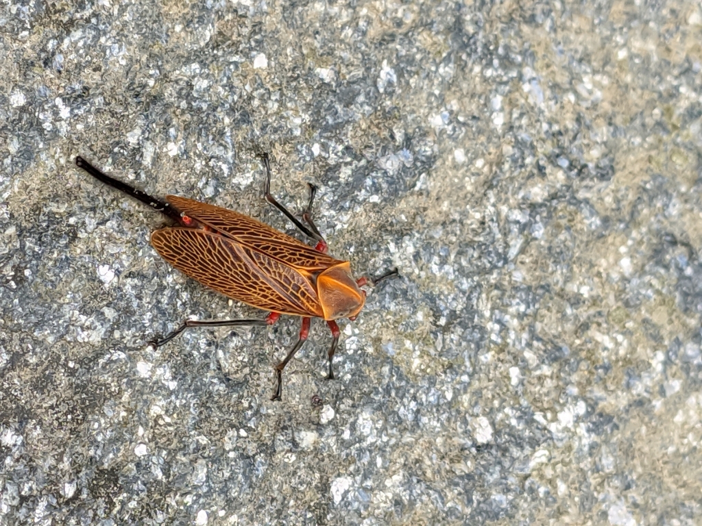 Darthula from Bhujung 33600, Nepal on May 31, 2021 at 10:09 AM by Basu ...