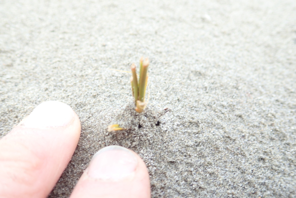 Pingao from Foxton Beach, New Zealand on May 30, 2021 at 10:50 AM by ...