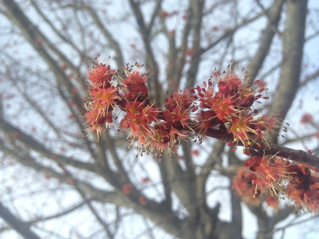 red maple from Middleton, NS B0S, Canada on April 19, 2016 at 06:00 PM ...