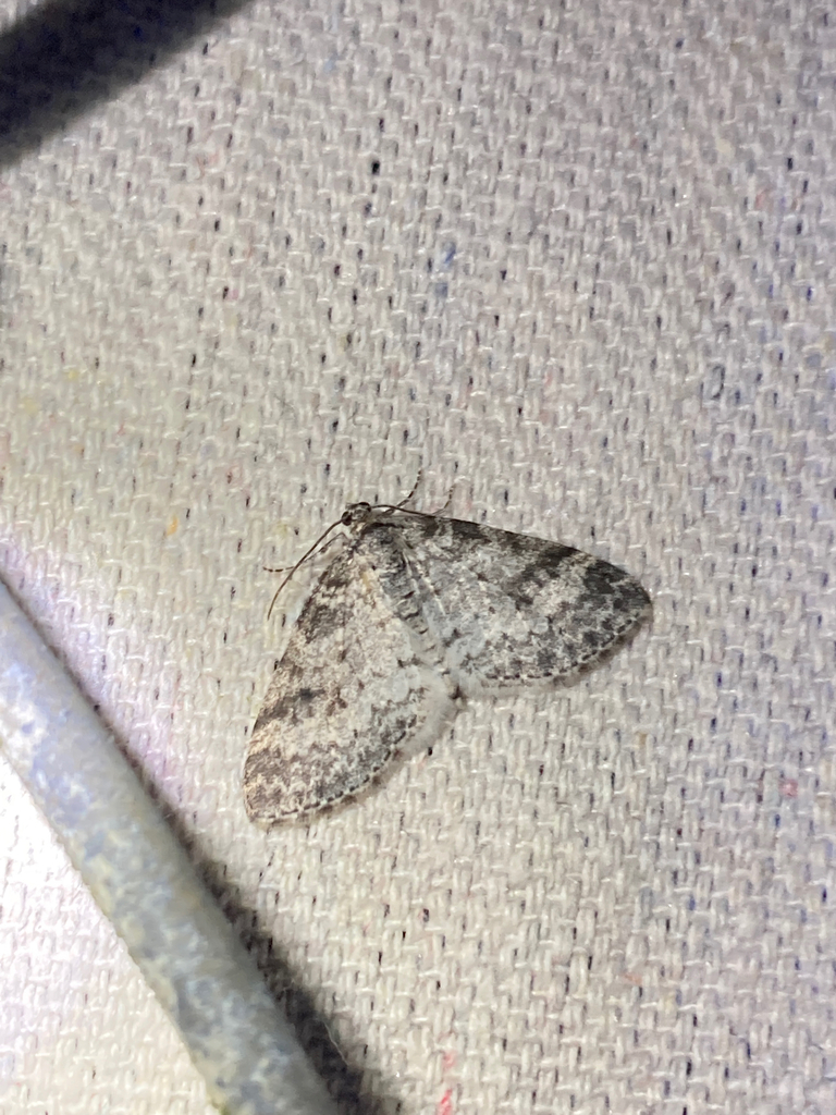 Powdered Bigwing Moth from Arcata on May 30, 2021 at 11:17 PM by Kevin ...