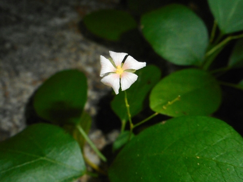 Trigonostemon fragilis · iNaturalist