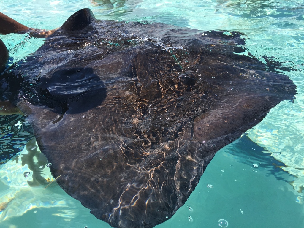 Southern Stingray (Hypanus americanus) - Marine Life Identification