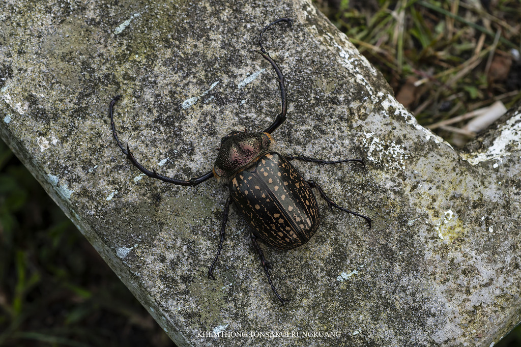 Cheirotonus gestroi in May 2021 by Khemthong Tonsakulrungruang ...