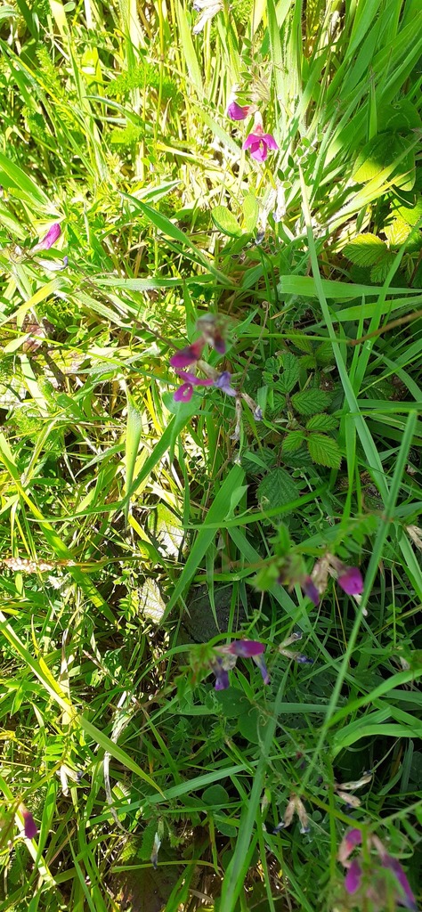 Common Vetch from Devon, UK on May 30, 2021 at 11:04 AM by Jon Ball ...