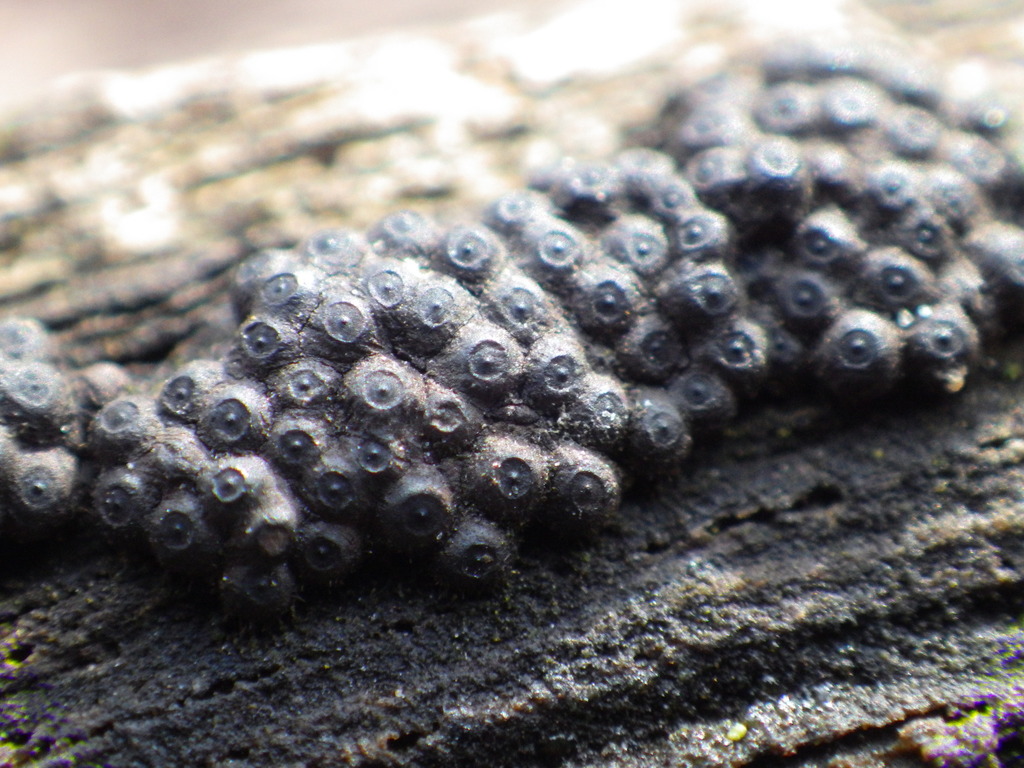 Annulohypoxylon truncatum (Fungi and Lichens of South Mountain ...
