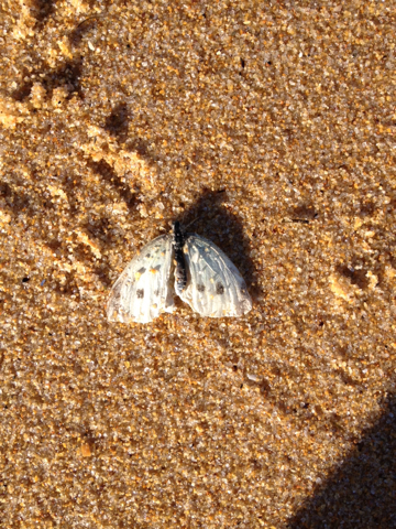 Small White from Mimosa Rocks, Mimosa Rocks National Park, AU-NS-BV, AU ...