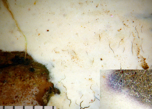 Family Tubulicrinaceae · iNaturalist United Kingdom