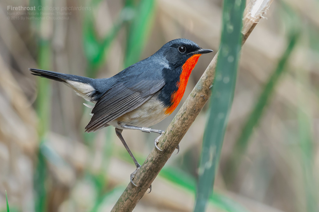 Firethroat (Calliope pectardens) - Avian Discovery