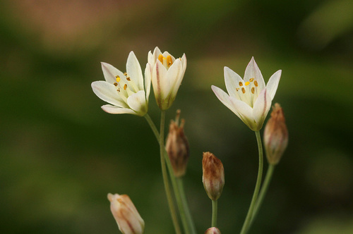 Onion Weed (Nothoscordum inodorum) · iNaturalist