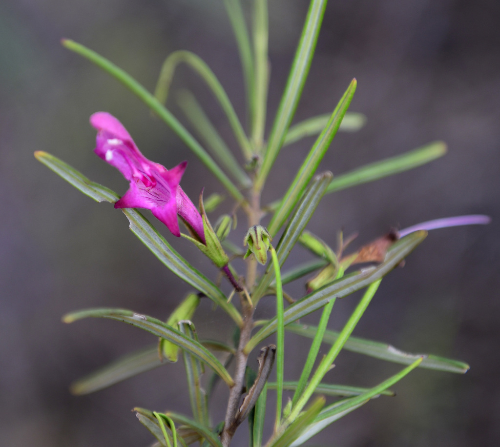 (Microcorys eremophiloides) - Botanical Realm