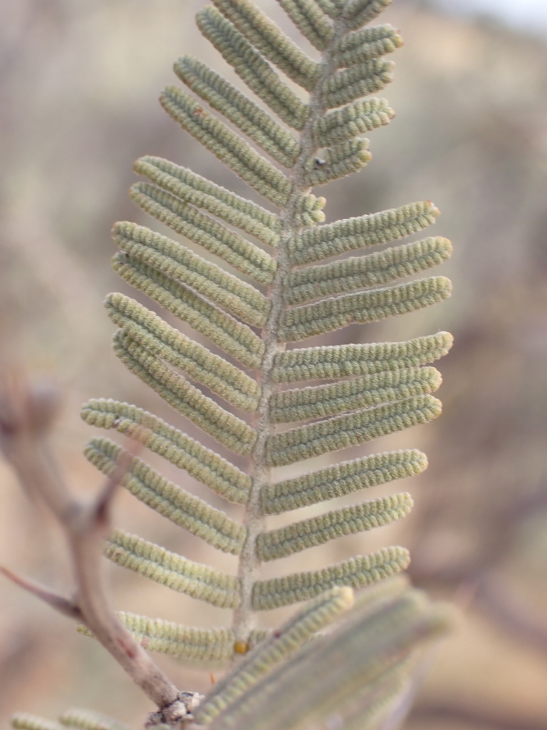 Grey Camel Thorn (Vachellia haematoxylon) - Botanical Realm