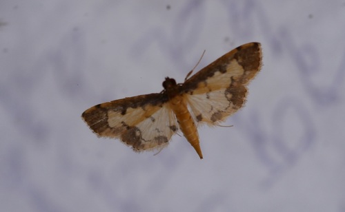 Agrotera coelatalis · iNaturalist