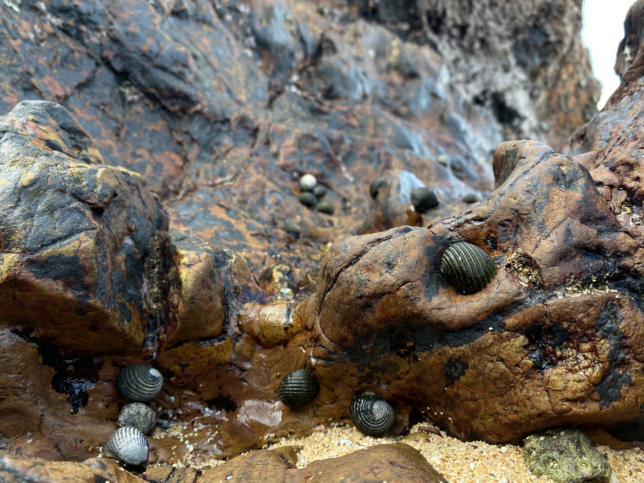 Nerita costata Gmelin, 1791