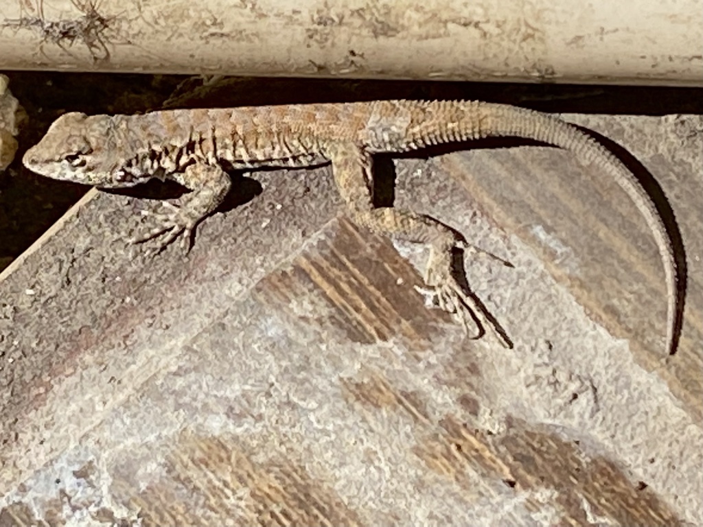Common Side-blotched Lizard from Calle Valentín Gómez Farías, La Paz ...