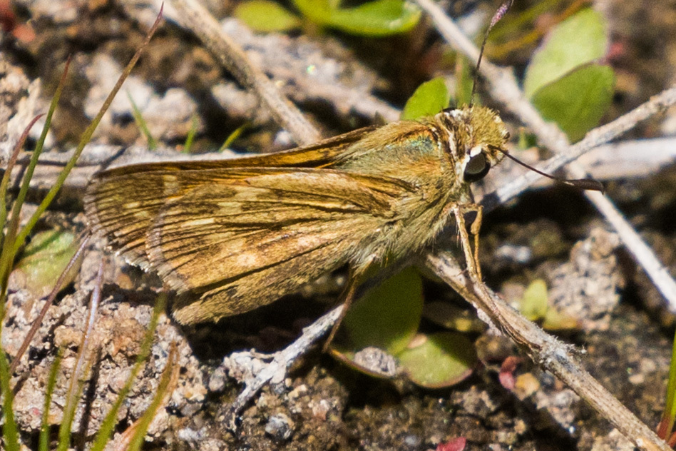 Wandering Skipper from Pine Creek Rd on May 29, 2021 at 10:50 AM by BJ ...