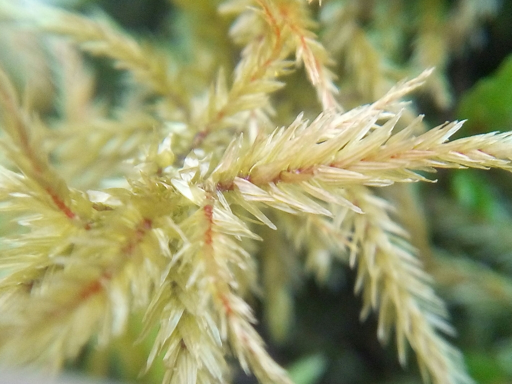 Tree Climacium Moss (Climacium dendroides) - Botanical Realm