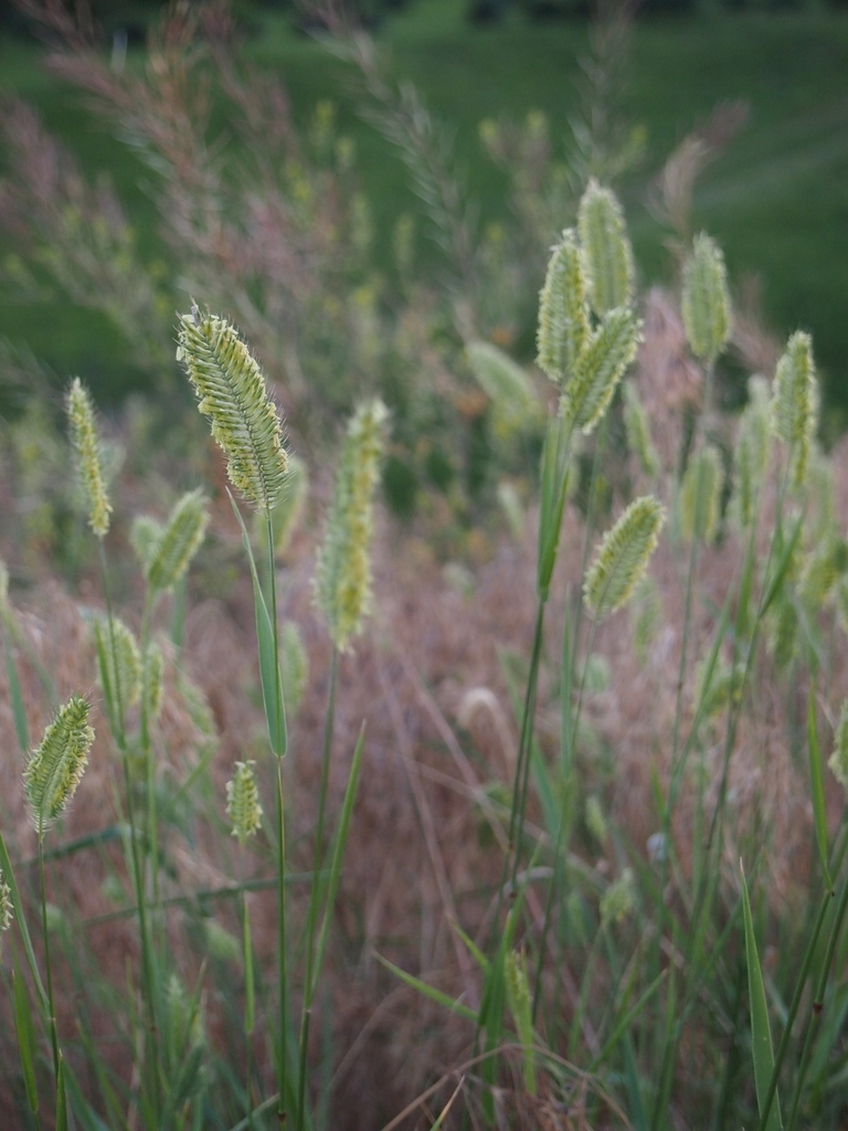 Crested Wheatgrass (Agropyron cristatum) - Botanical Realm