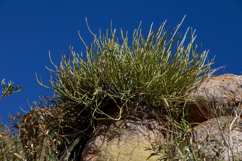 Caustic Vine from Benede Oranje, South Africa on May 4, 2021 at 11:05 ...