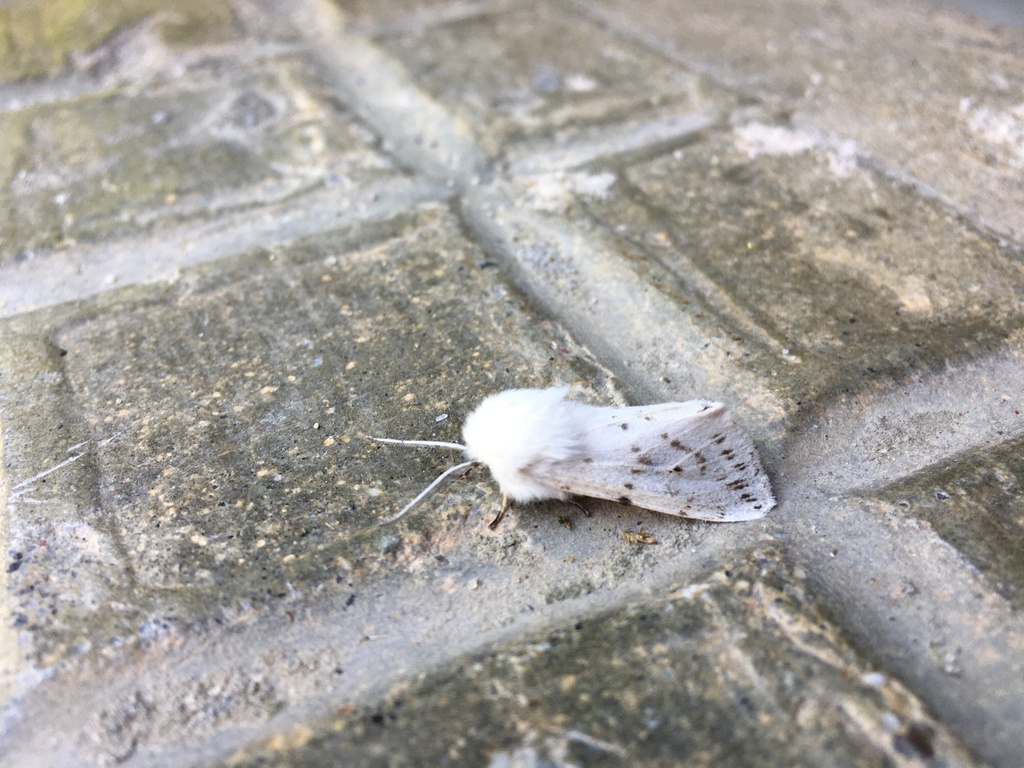 Dubious Tiger Moth from Murphys Point Provincial Park, Perth, ON, CA on ...