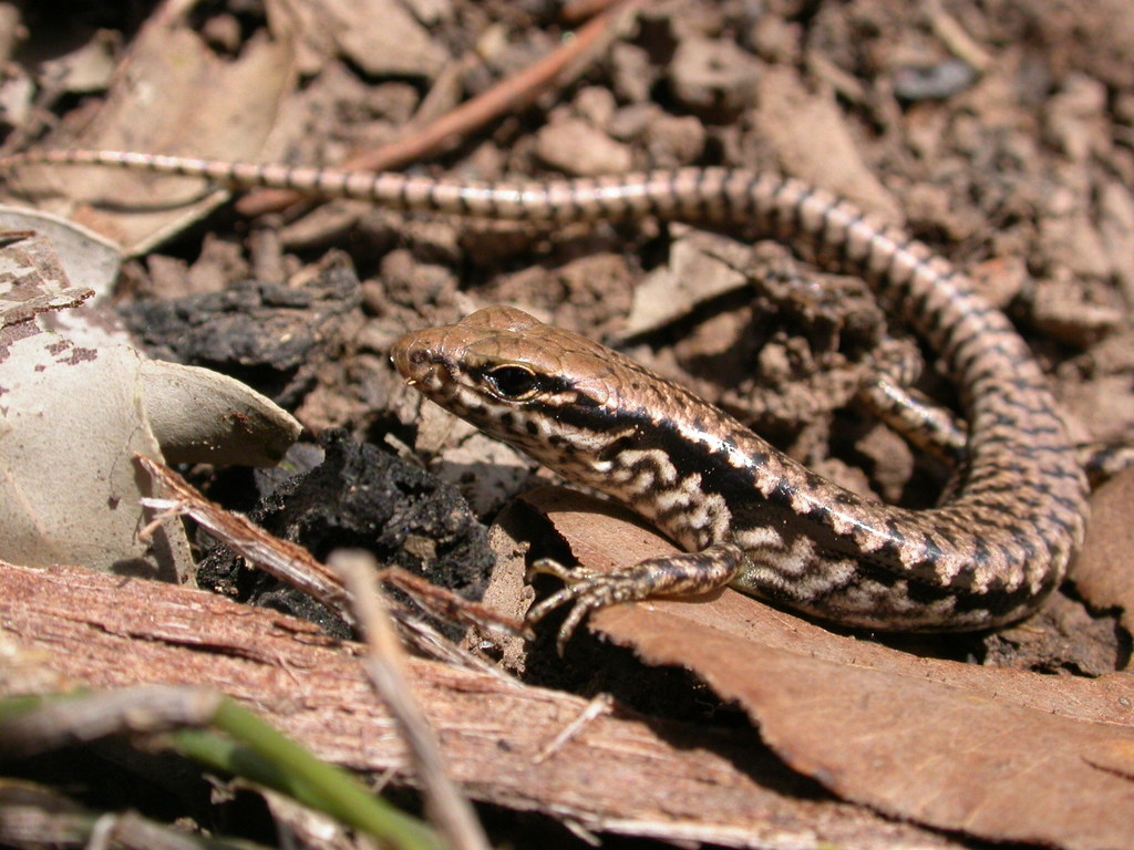 Bar-sided Skink from Krawarree NSW 2622, Australie on March 27, 2005 at ...