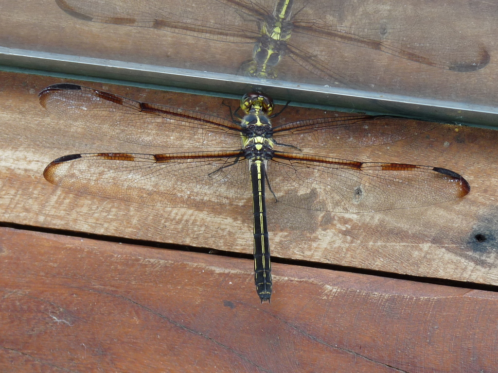 Orthemis regalis from Margem direita do Rio Cristalino, s/n, Alta ...