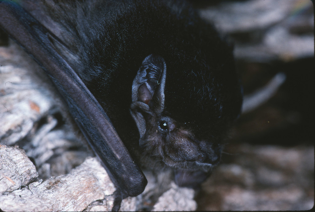 Gould's Wattled Bat (Chalinolobus gouldii) - Know Your Mammals