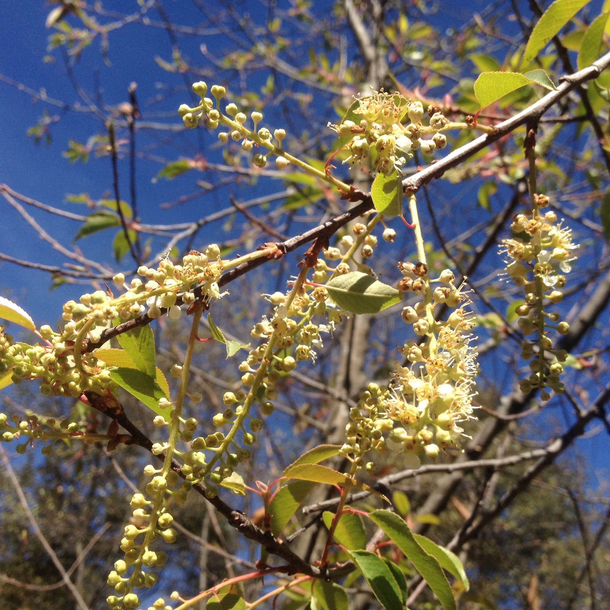 Prunus serotina var. capuli (Cav.) Hatus.