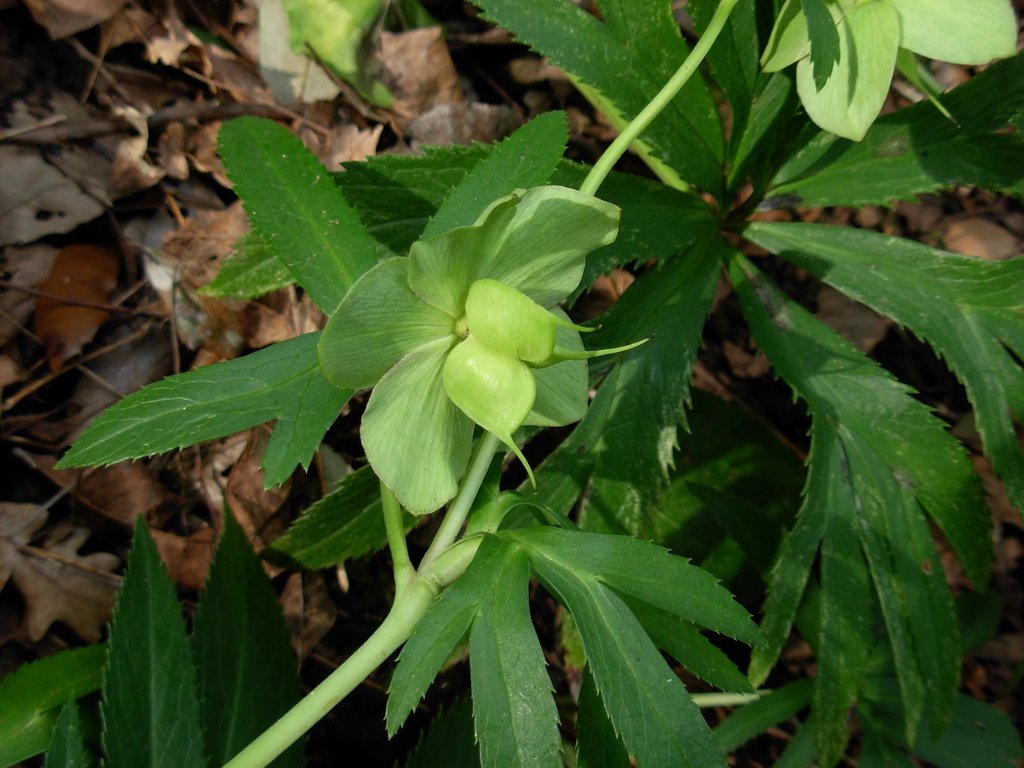 Helleborus multifidus bocconei from Lago Angitola on March 7, 2007 at ...