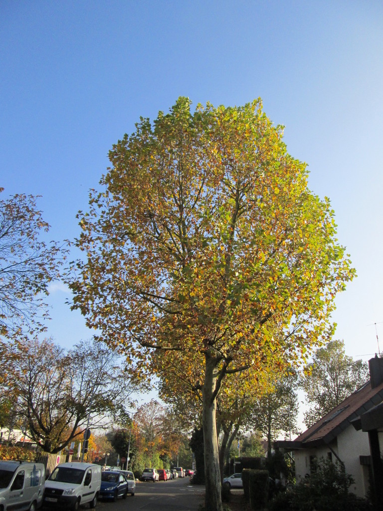 Platanus Acerifolia Columbia