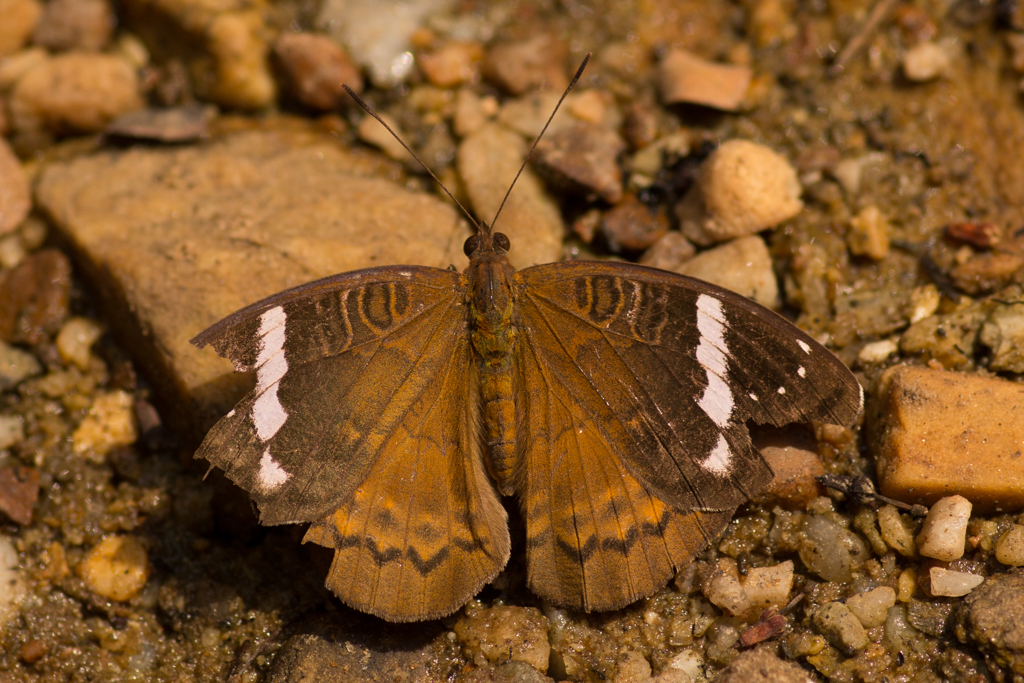 Euriphene Boisduval, 1847