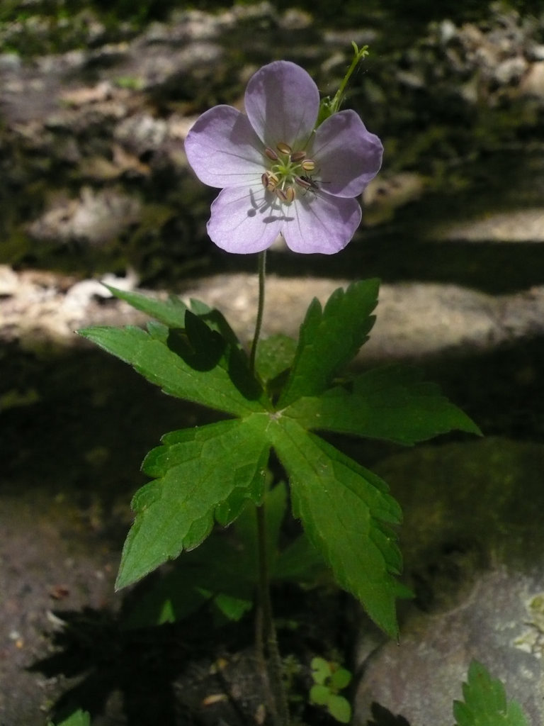 wild/spotted geranium (Big Woods, Big Rivers Linnaeus List) · iNaturalist