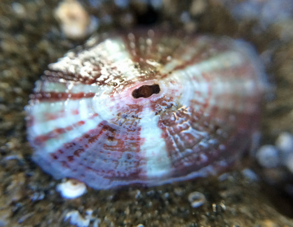 Volcano Keyhole Limpet (CALeDNA_Other_Animals_Guide) · iNaturalist