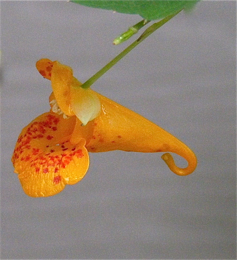 Spotted Jewel Weed/Spotted Touch-me-not (Big Woods, Big Rivers Linnaeus ...